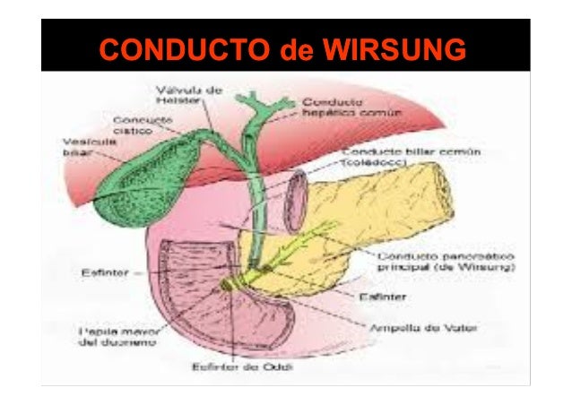 Conducto De Wirsung Pdf